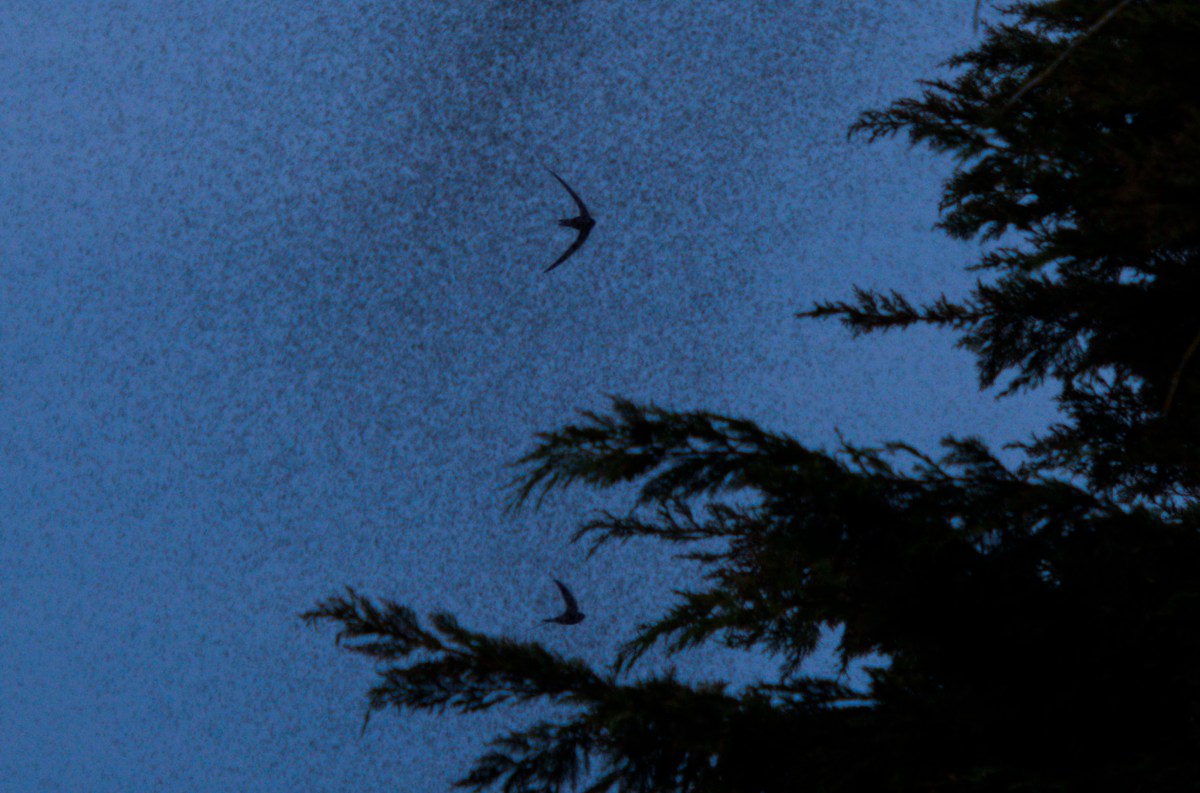 Swifts at twilight – Alastair Swinnerton